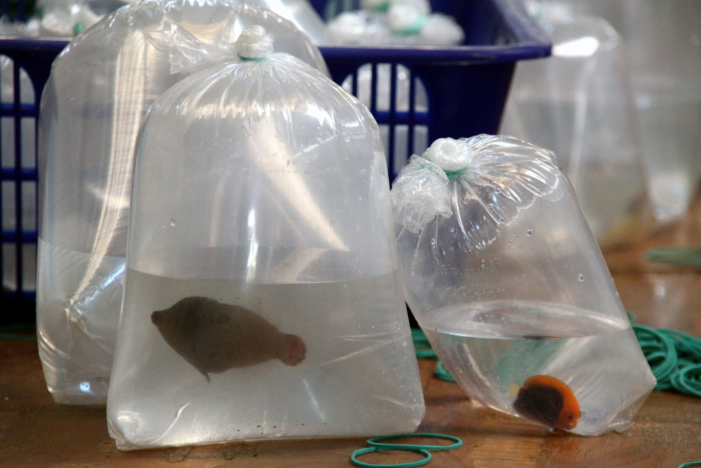 Packaging and Transportation of Live Fish